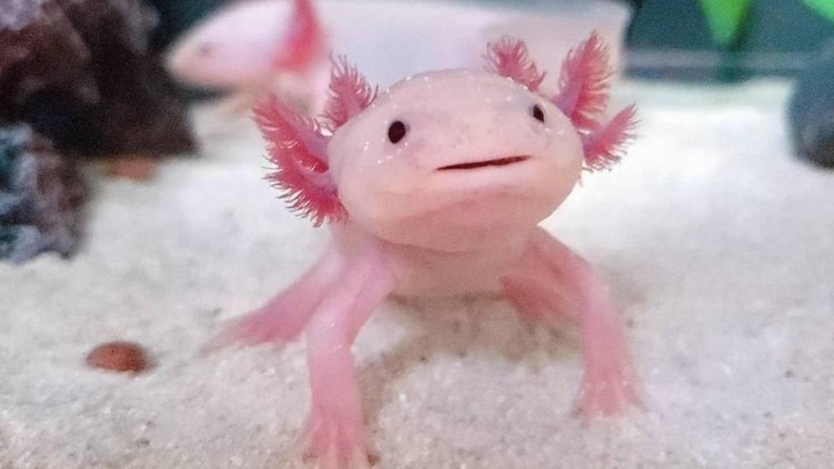 El amenazado ajolote mexicano podrá verse en Acuario O Grove