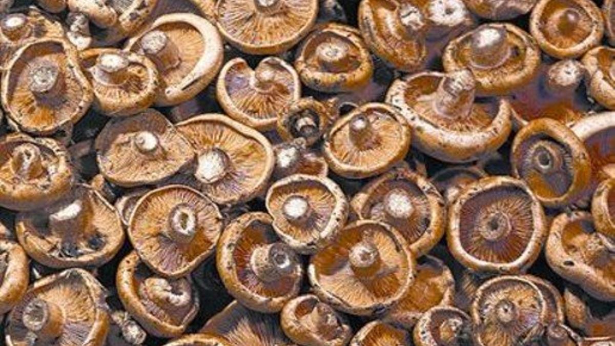 Incautados 1.000 kilos de 'rovellons' sin condiciones para el consumo