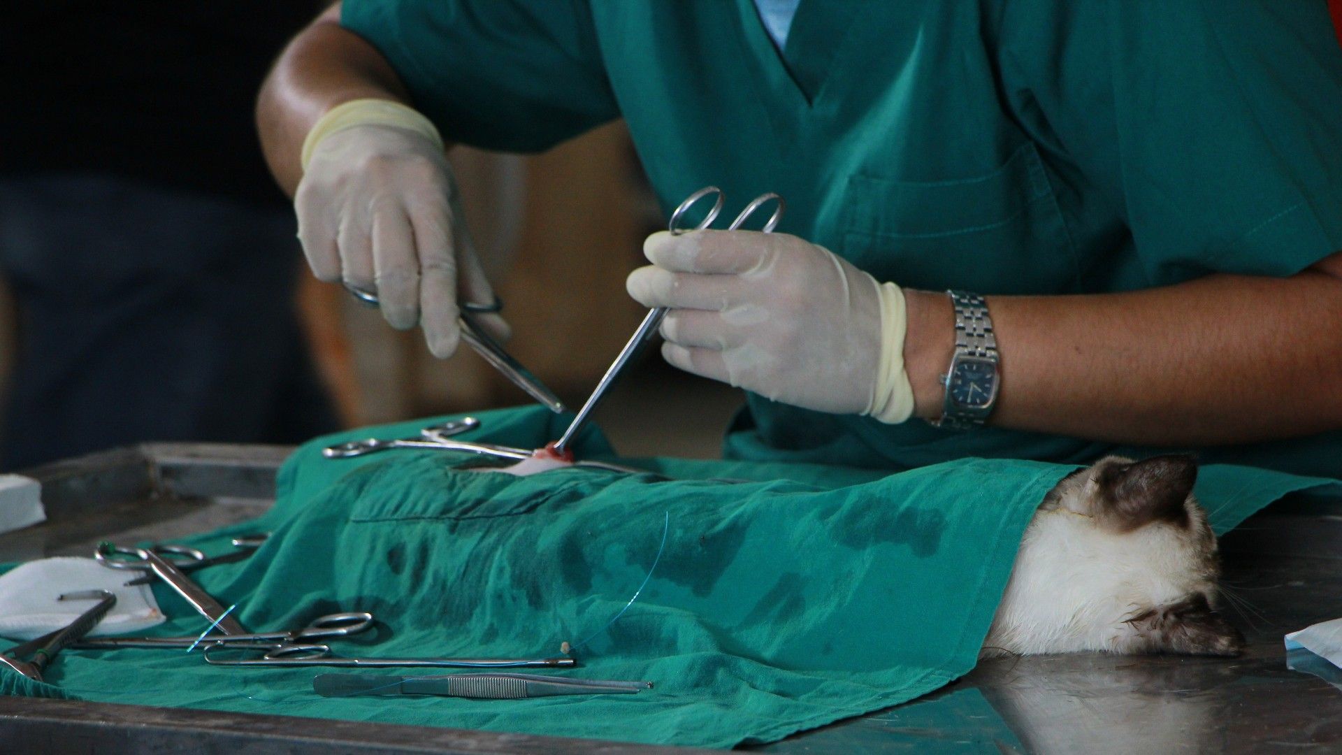 Castración en perros y gatos: ¿qué hay que tener en cuenta?