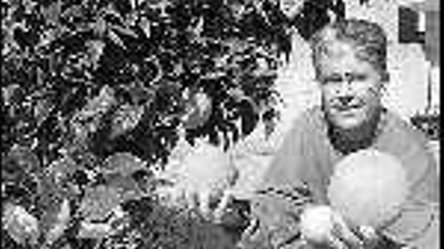 Naranjas gigantes regadas con agua termal