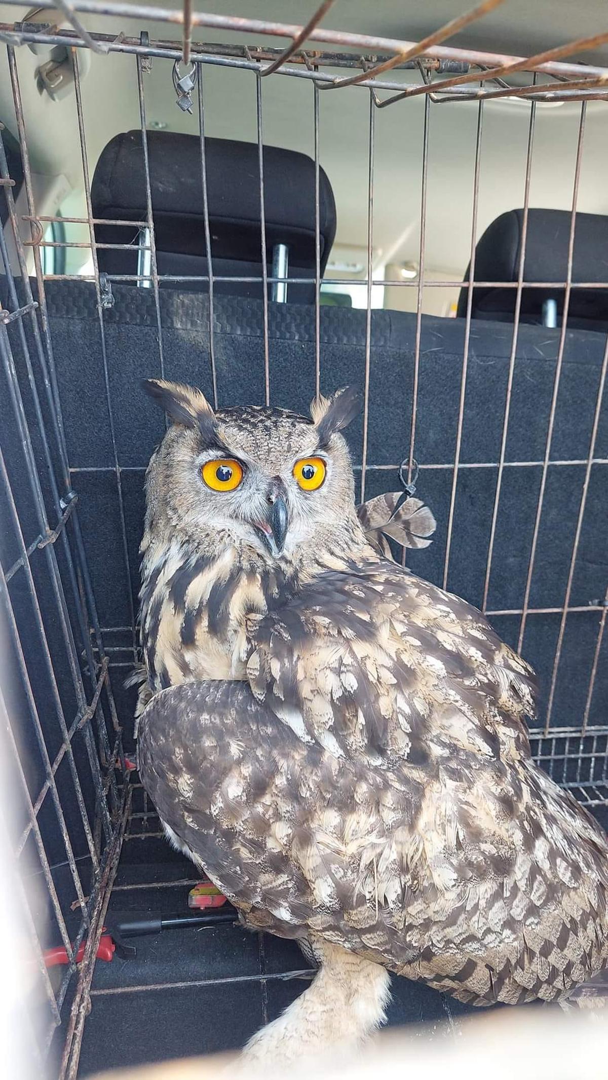 Rescate buho real en Chiva: La Guarda Rural traslada al buho real al ...