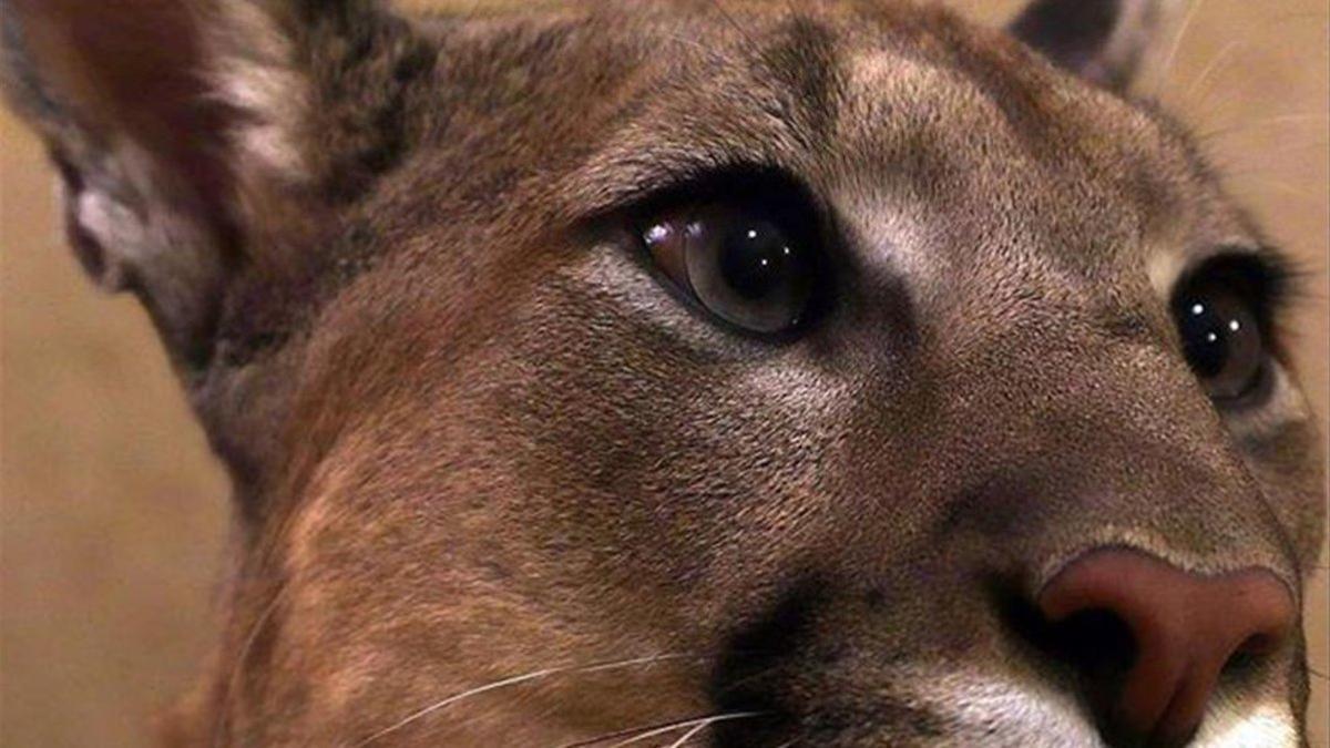 ¡Conozca al 'otro' Messi!