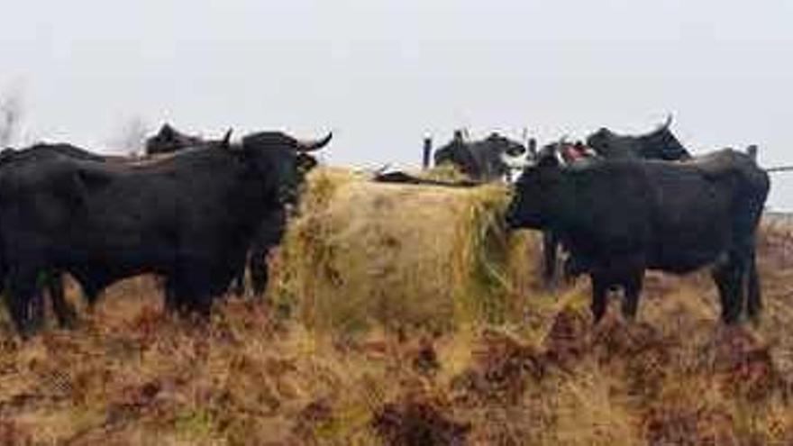 Las sayaguesas conquistan Croacia