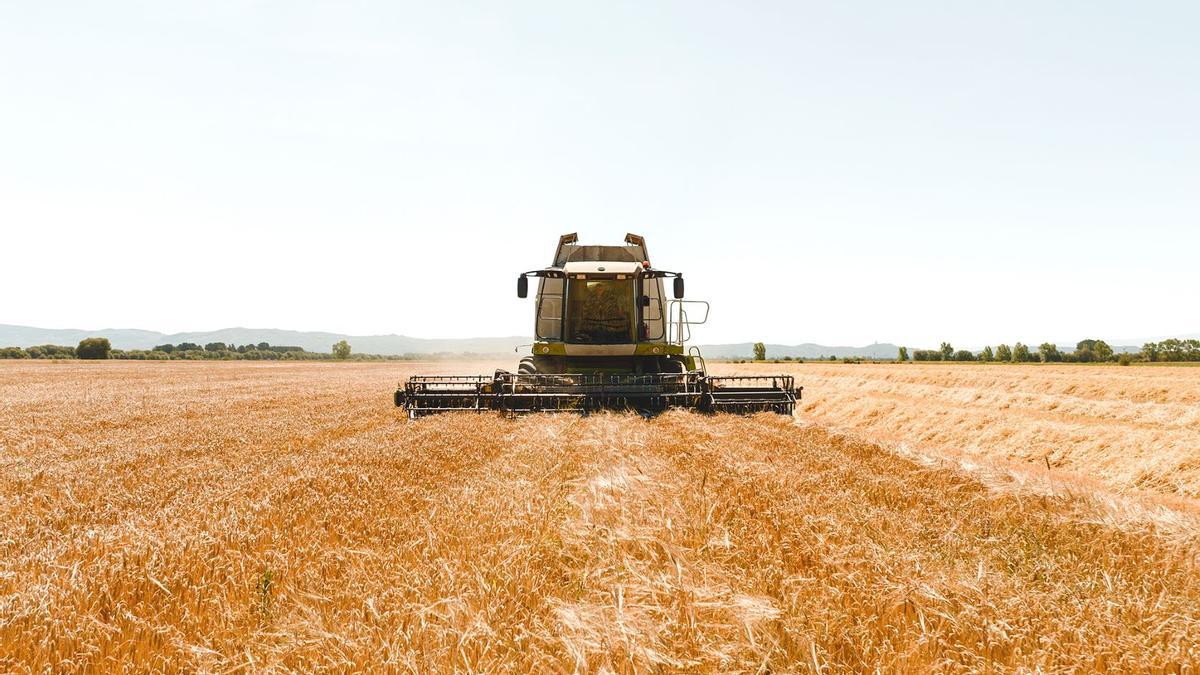 Cebada gallega Hijos de Rivera | La primera cebada cervecera gallega se ...