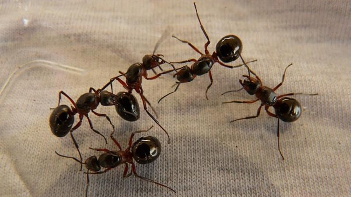 Stop a las hormigas: cómo mantenerlas a raya fuera de tu casa