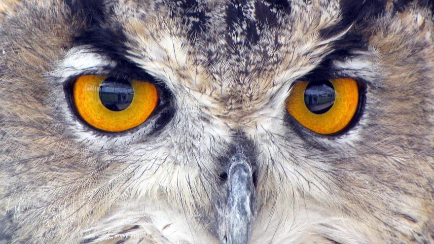 ¿Cómo ven los animales? Desentrañan los secretos de su visión - Información