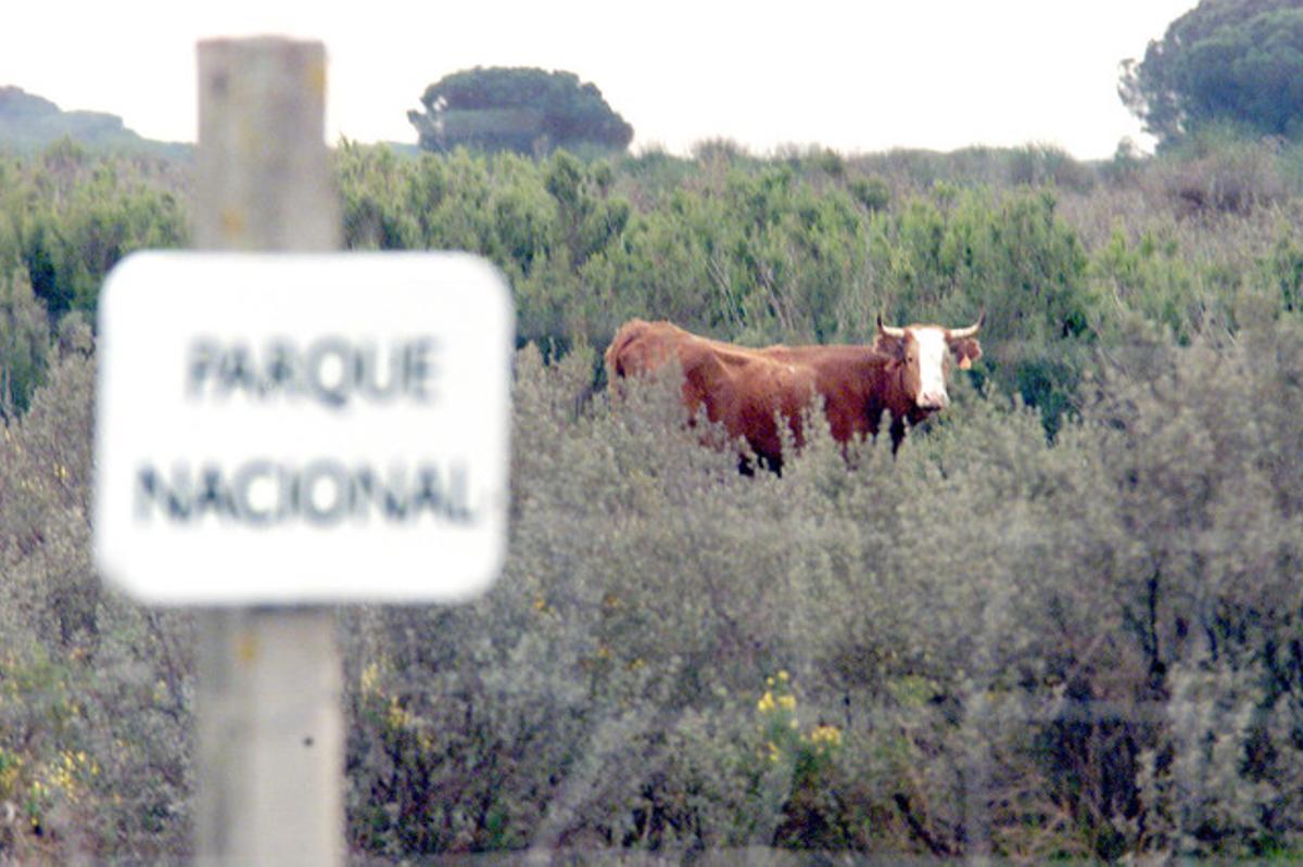 Autorizado el uso del subsuelo de Doñana para guardar gas
