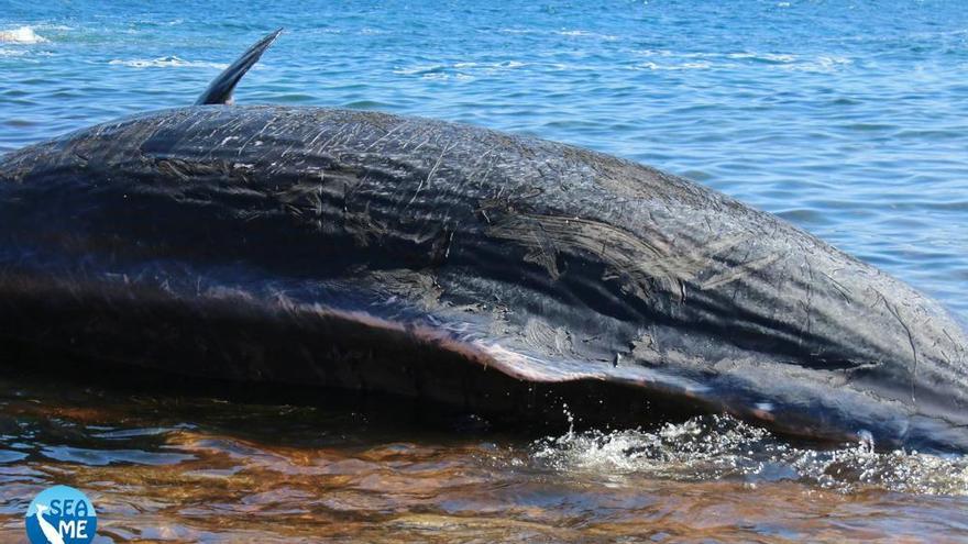 Hallan muerta una ballena embarazada con 22 kilos de plástico en su ...