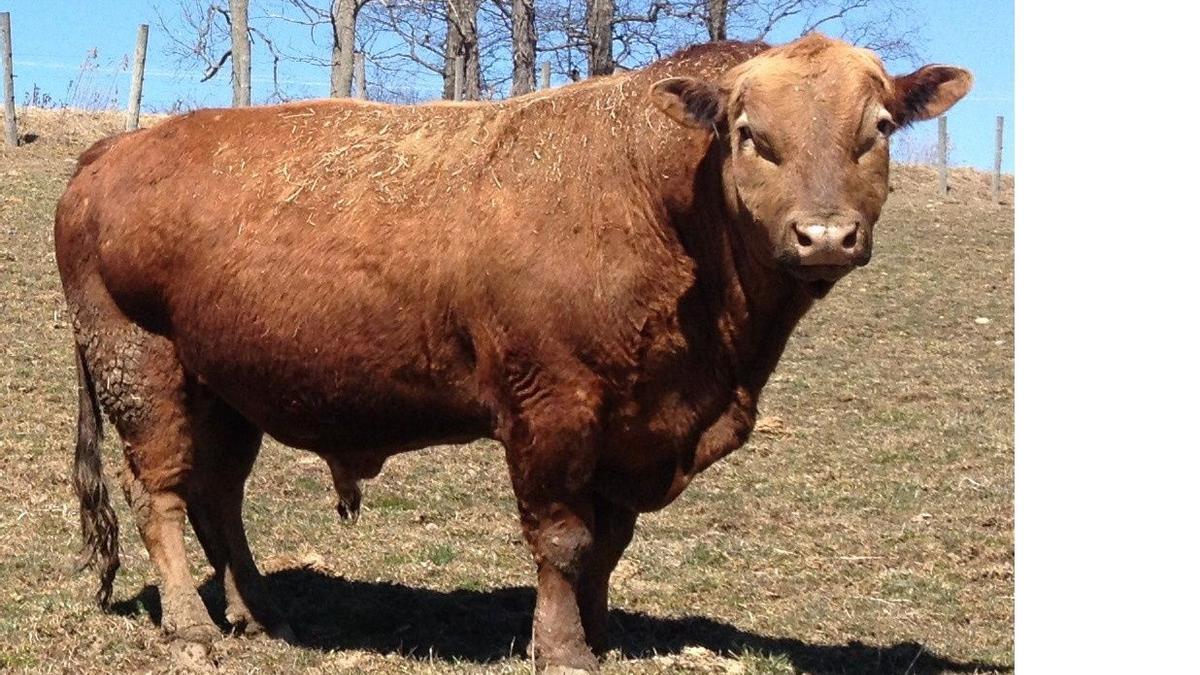 BEEFALO: Este es el híbrido de bisonte y vaca que está agotando las ...