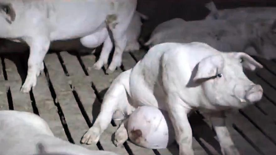 'Stranger Pigs': ¿Quién es el responsable?