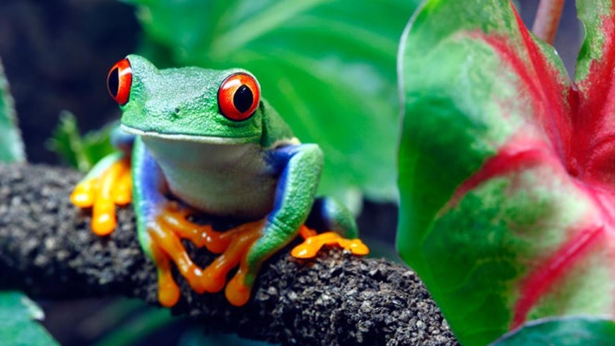 Naturaleza y cultura en el norte de Costa Rica - Viajar