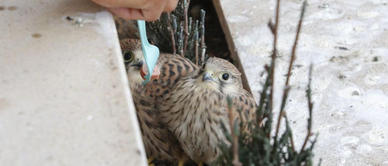Un nido de halcones en la ventana: la peculiar historia de cuatro ...