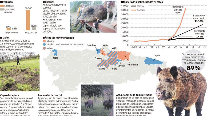 El "cerdolí", híbrido de cerdo vietnamita y jabalí, cerca ahora las ...