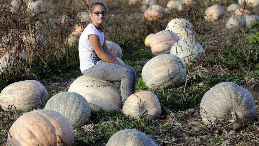 ¡Que te den calabazas! - Faro de Vigo