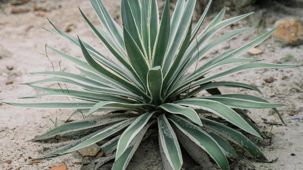 FLORA INVASORA GIRONA | Guia pedagògica a Girona sobre la flora ...