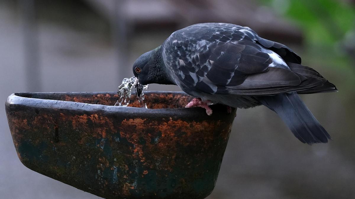 MEDIO AMBIENTE EN CASTELLÓN | Castelló aumenta la captura de palomas y ...