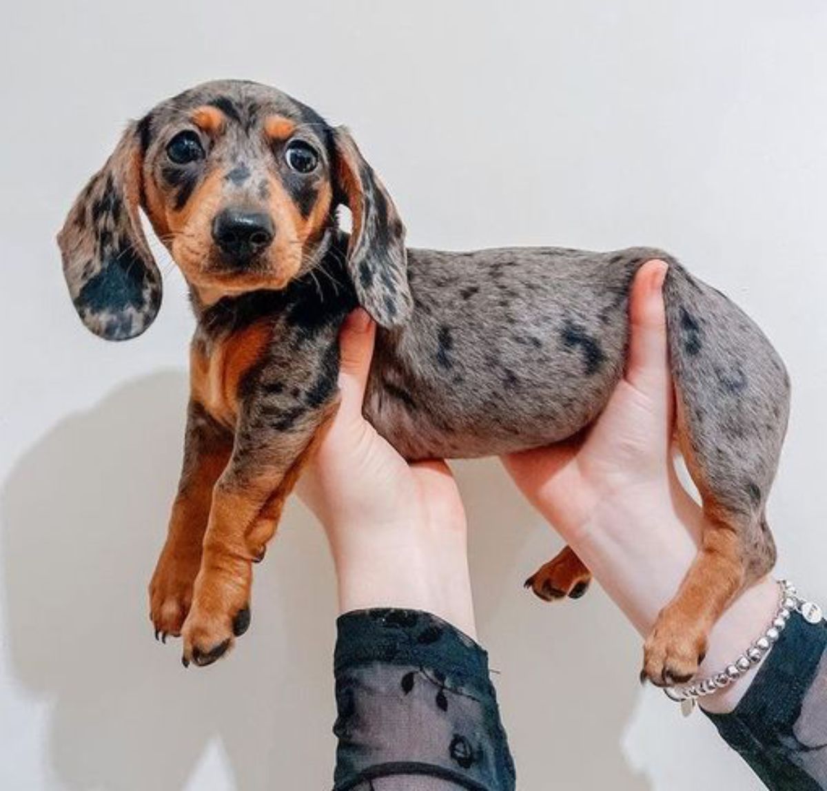 Cuanto Cuesta Un Perro Salchicha