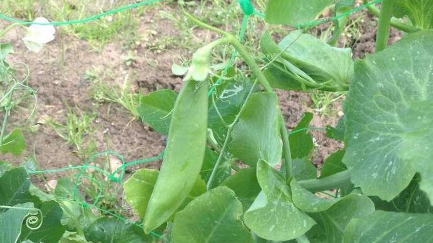 Sallar y quitar hierbas para los nuevos cultivos