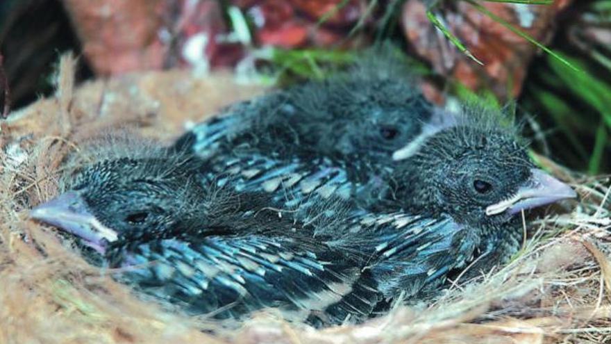 El pinzón azul busca nuevos hábitats en la Cumbre