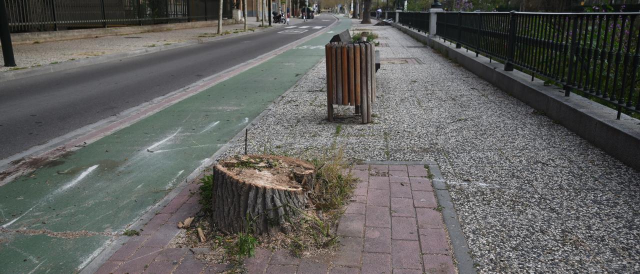 El Ayuntamiento de Zaragoza retirará más de 90 tocones de árboles de ...