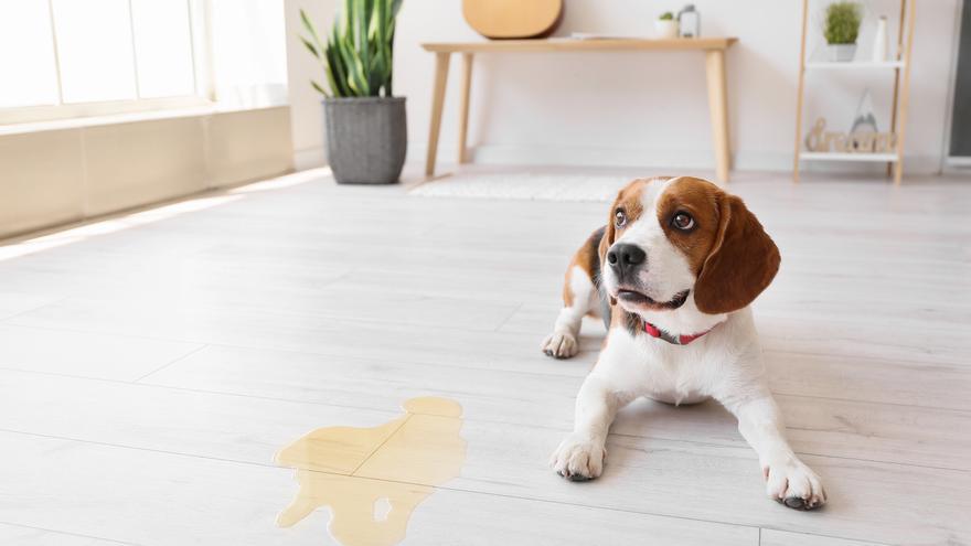 MASCOTAS: Consejos para enseñar a tu perro a que haga pipí y orine ...