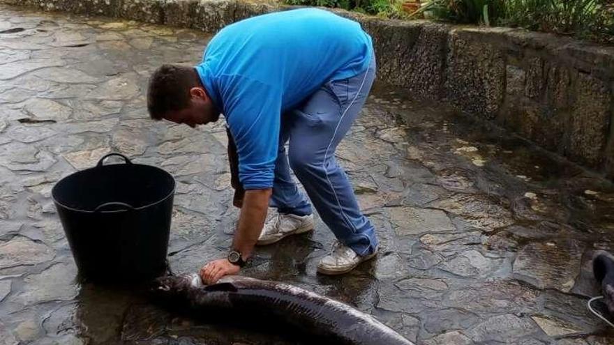 Cuerpo a cuerpo con un congrio gigante