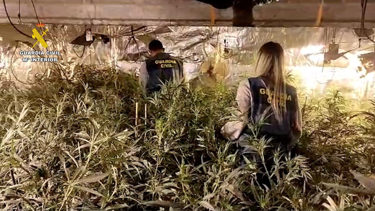 Detienen a seis personas por cultivo y venta de droga
