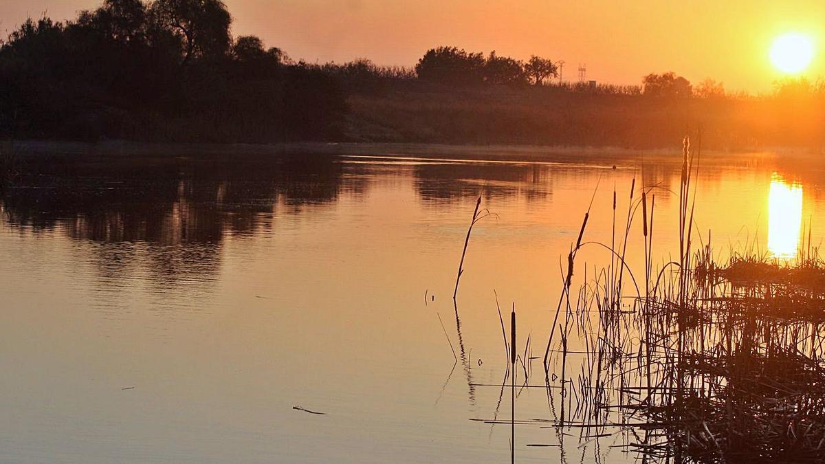 El siluro coloniza el río Magro y amenaza la biodiversidad fluvial