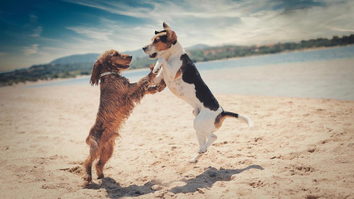 ¿Tu perro está jugando o peleando? Descubre las señales secretas