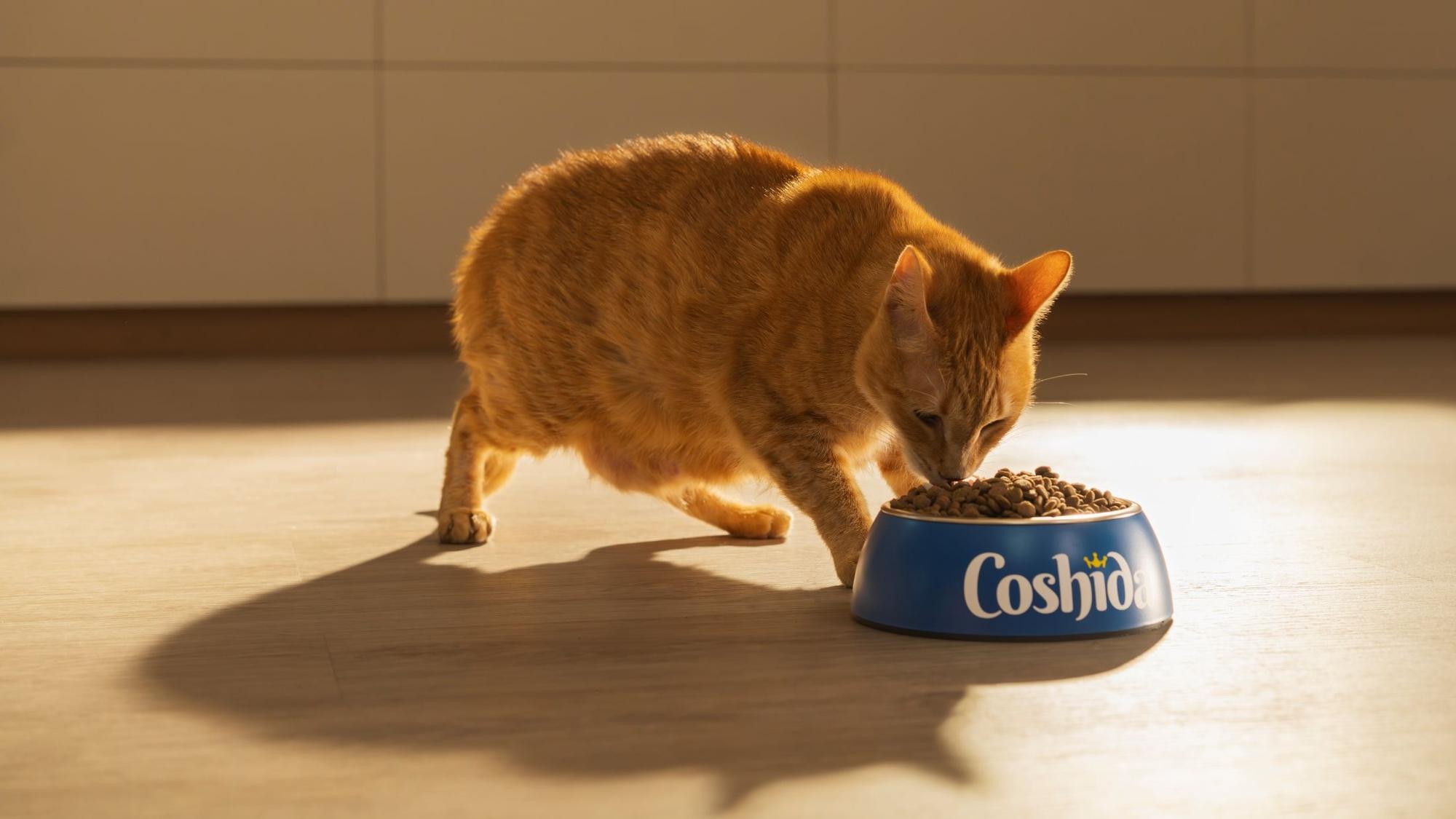 Cómo la comida puede hacer más feliz a tu gato