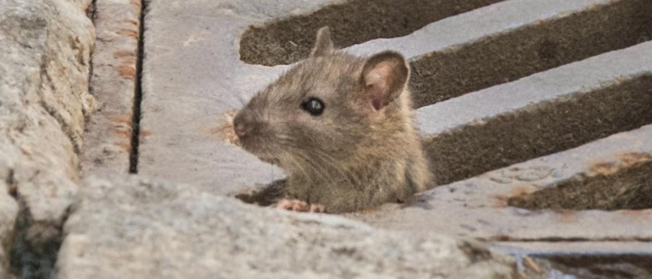 Sadeco tira de Pavlov: quiere acabar con las ratas usando perros con un ...