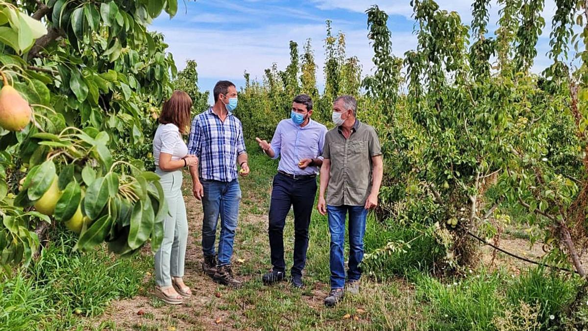 La Región es la principal productora europea de pera Ercolini con DOP ...