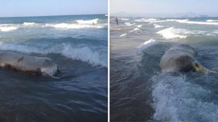 Aparece una cabra muerta en la orilla de la playa de Arenales (Alicante)