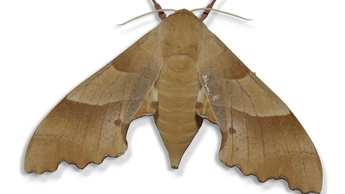 Les papallones surten de nit entre Sant Iscle i Joncadella