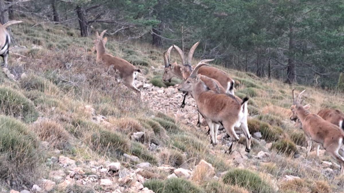 Sobreseen una acusación por caza ilegal de cabras montesas en Fanzara