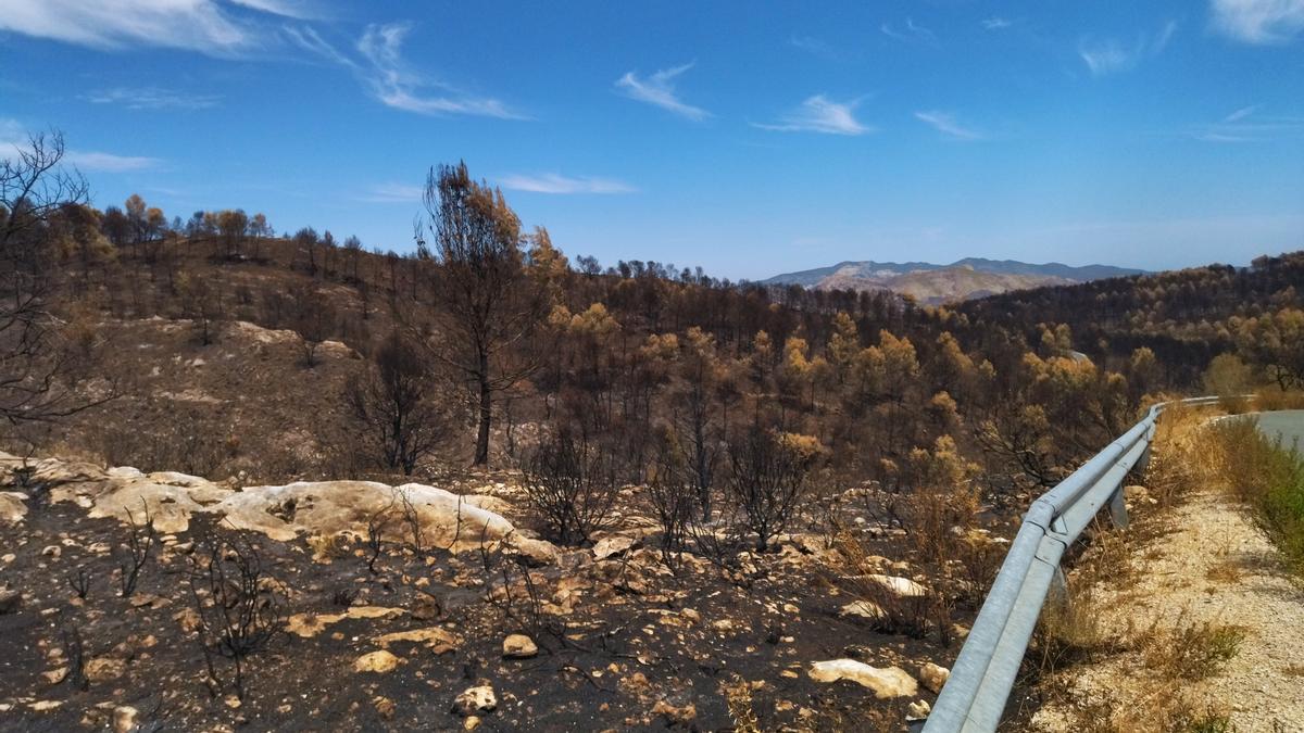 El ingente trabajo tras el fuego: Retirar miles de pinos calcinados ...