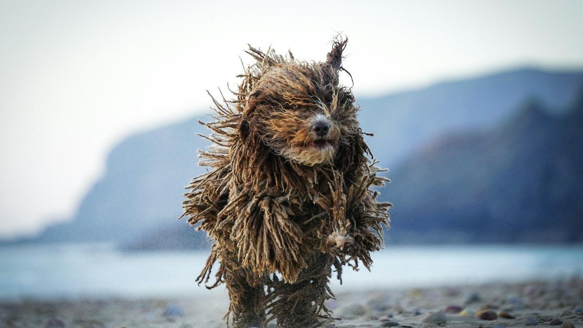 ¿Fregona o perro? El juego visual que te hará mirar dos veces