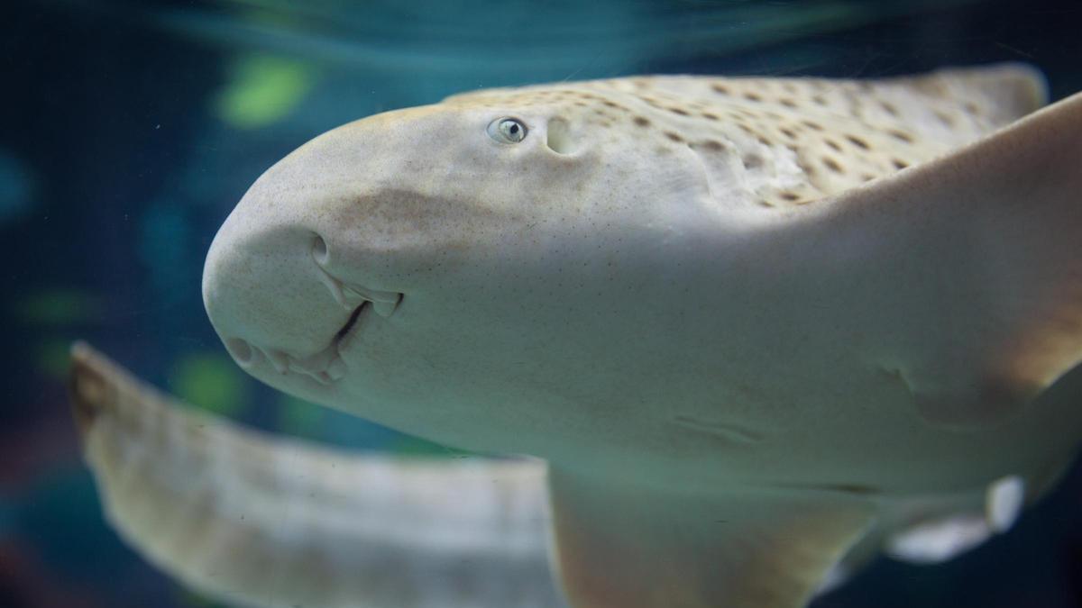 ¿Y si los tiburones no fueran lo que siempre te han contado? el Acuario ...