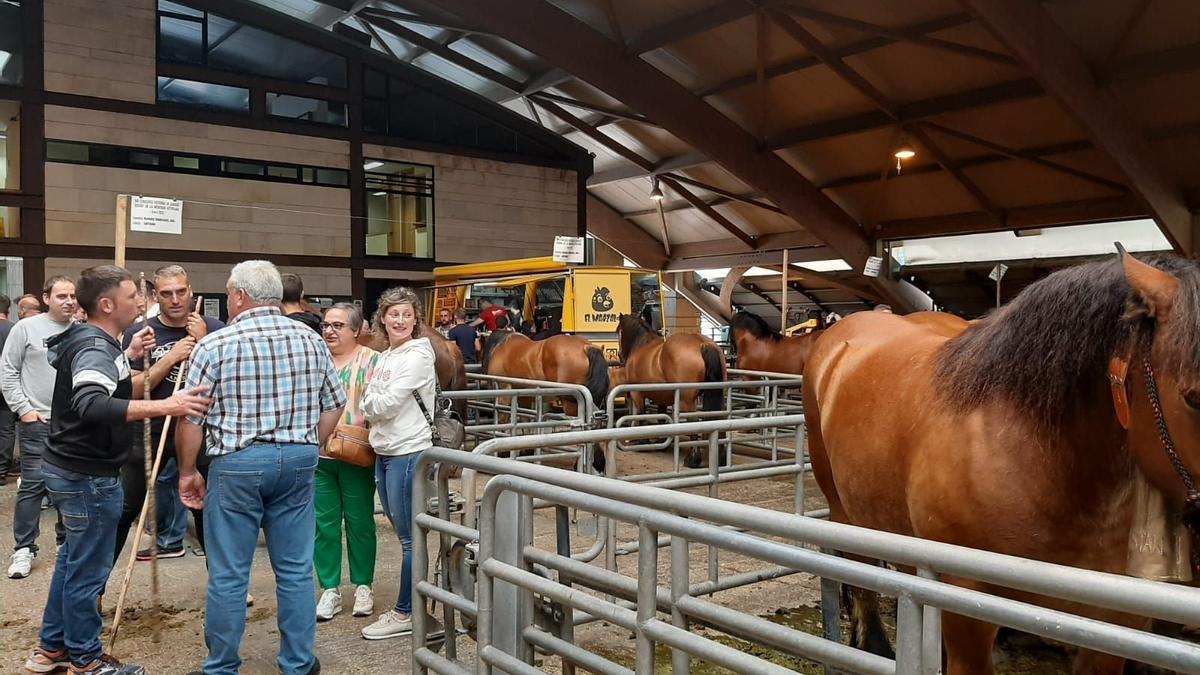 Gran cita ganadera en el concejo: el concurso equino de la Montaña de ...