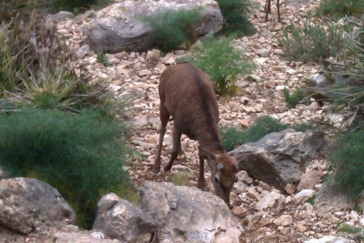 Alzira introduce 25 cabras y ovejas en la Casella para prevenir incendios