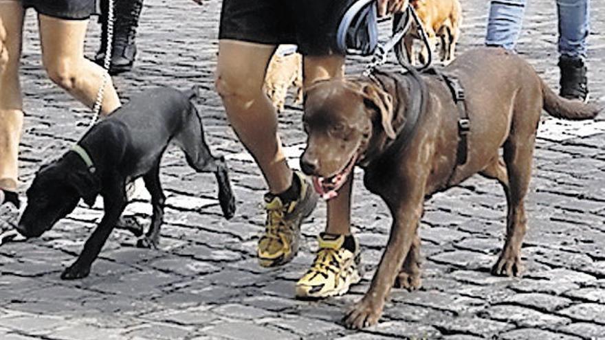 'Un Día de Perros' reúne a 200 ejemplares de cinco razas de Canarias ...