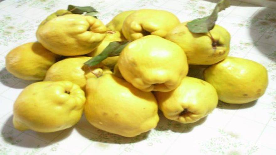 Membrillo, dulce fruto