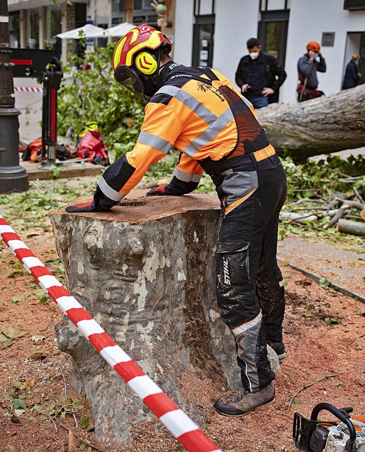 Els plataners de l’albereda