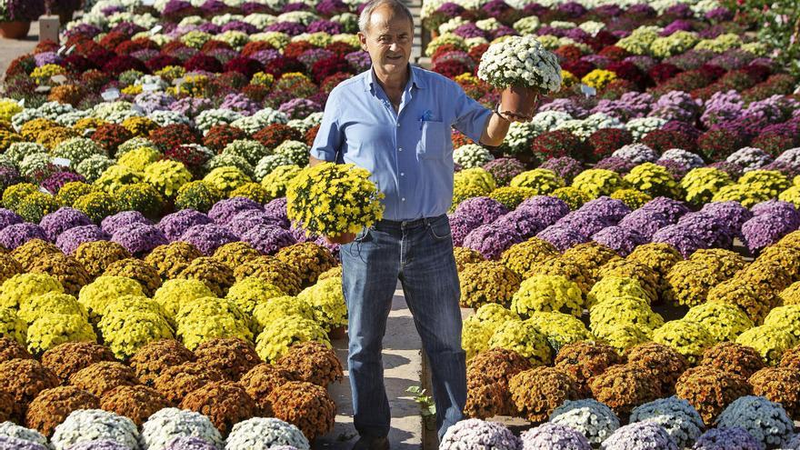 El virus marchita flores y plantas - Levante-EMV