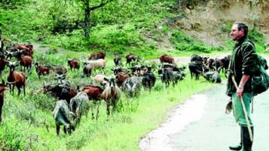 Losar estrenará un centro de estudio sobre la cabra verata