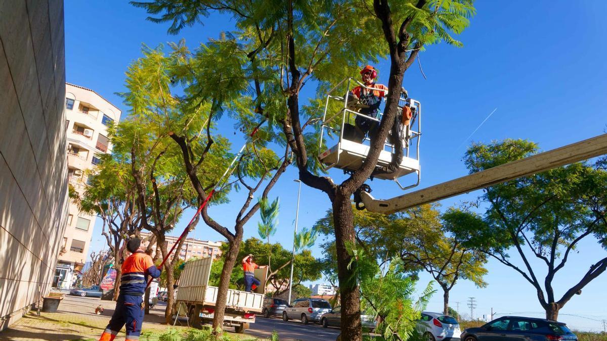 ZONAS VERDES EN CASTELLÓN | Se avecina una gran plantación urbana en ...