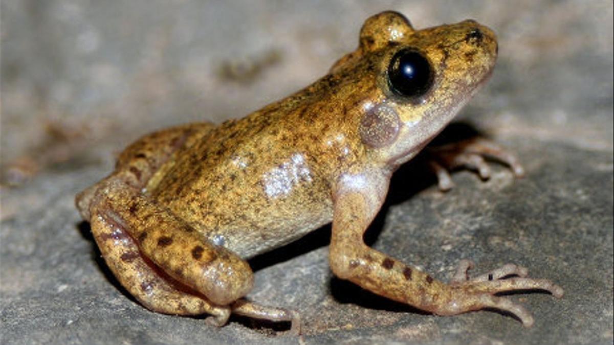 Los diez animales exclusivos de España más amenazados - Información