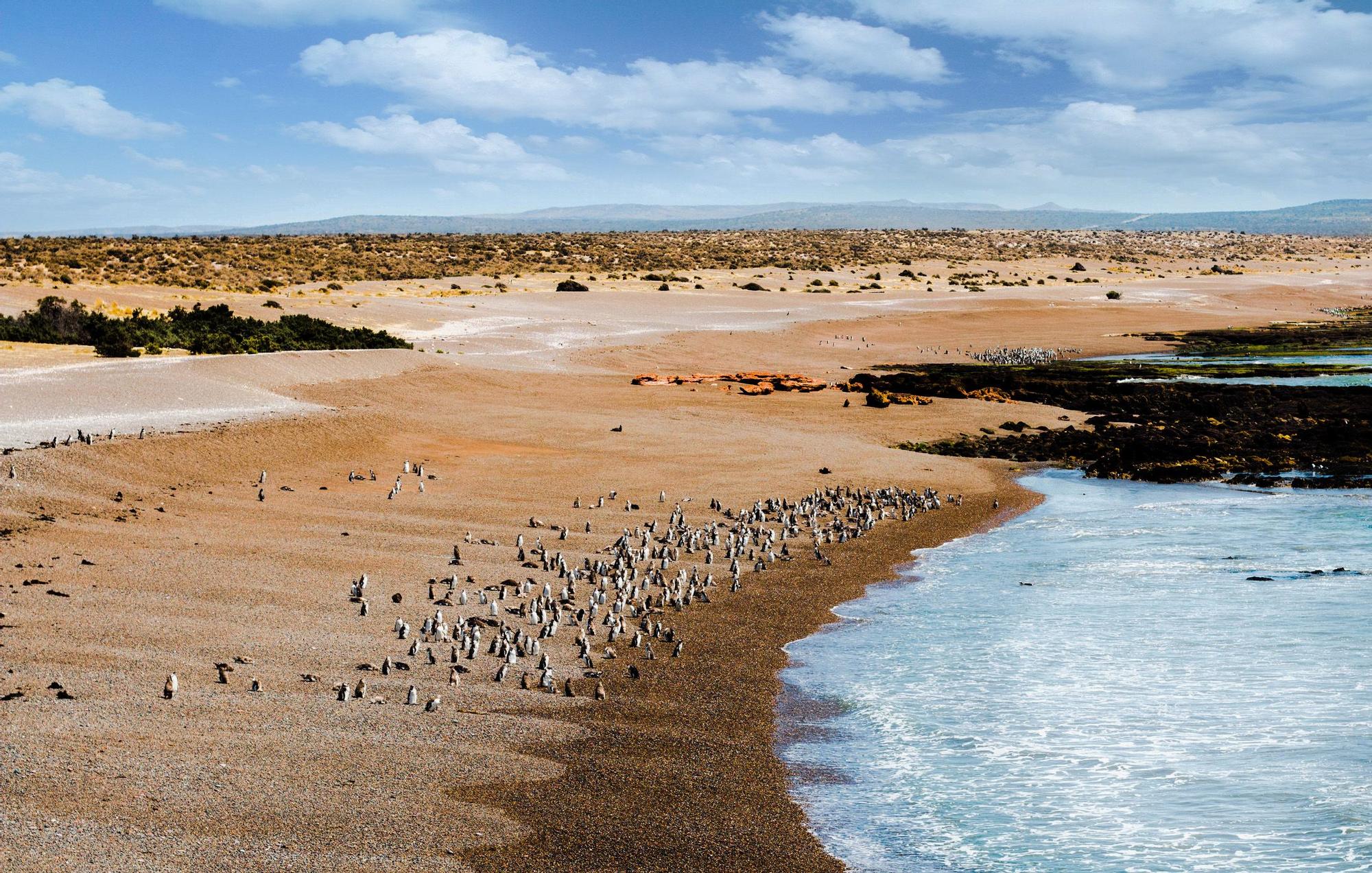 PUNTA TOMBO ARGENTINA | Entre escarpados acantilados y aguas ...