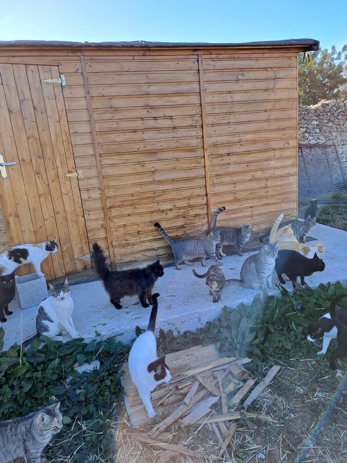 BENESTAR ANIMAL A PEDREGUER | Control de les colònies felines amb 300 gats