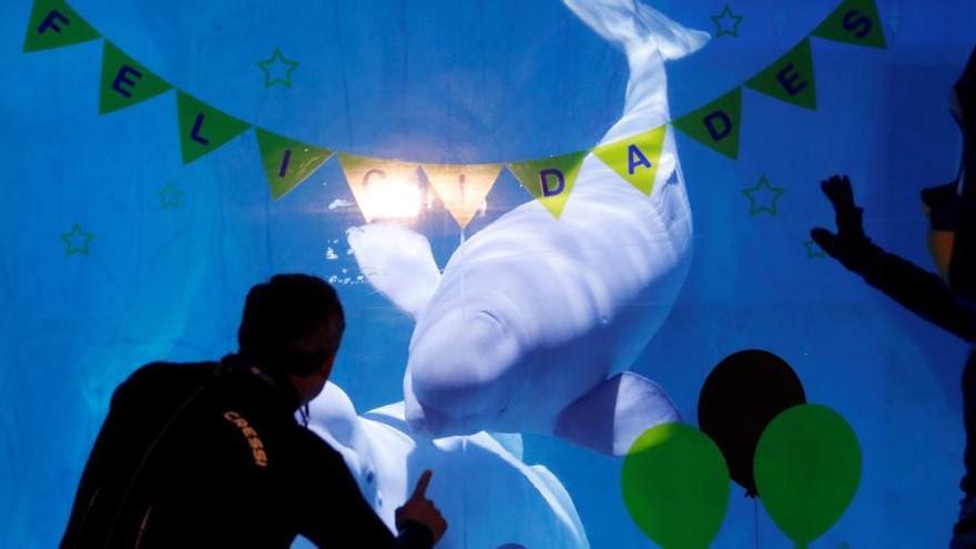 Valencia | Kylu cumple dos años